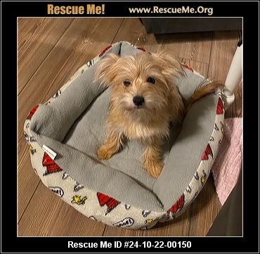 - Missouri Yorkie Rescue - ADOPTIONS - Rescue Me!