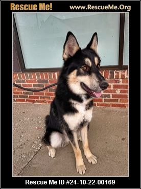 - Illinois German Shepherd Rescue - ADOPTIONS - Rescue Me!