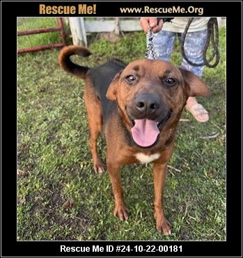 - Texas Rhodesian Ridgeback Rescue - ADOPTIONS - Rescue Me!