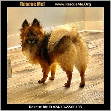 - Pennsylvania Pomeranian Rescue - ADOPTIONS - Rescue Me!