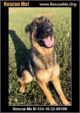 - Texas German Shepherd Rescue - ADOPTIONS - Rescue Me!