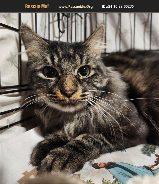 ADOPT 24102200235 ~ Domestic Cat Rescue ~ Howell, NJ