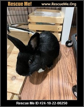 - North Carolina Rabbit Rescue - ADOPTIONS - Rescue Me!