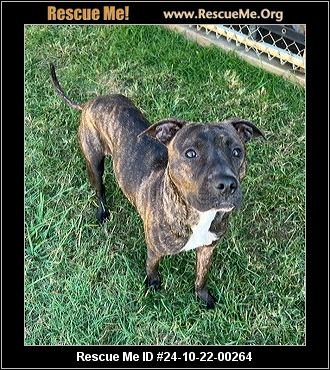 - Texas Pit Bull Rescue - ADOPTIONS - Rescue Me!