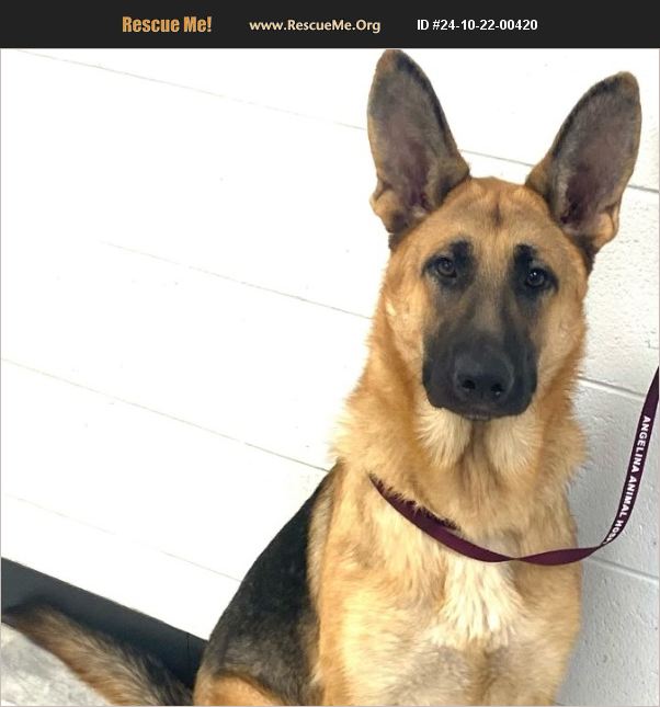 ADOPT 24102200420 ~ German Shepherd Rescue ~ State College , PA