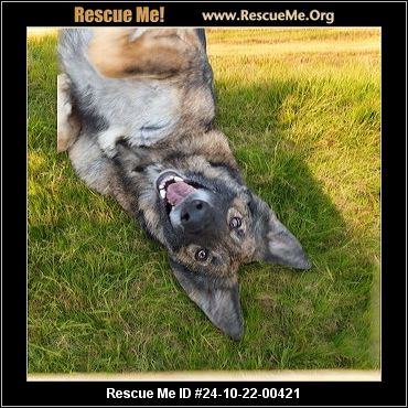 - Pennsylvania German Shepherd Rescue - ADOPTIONS - Rescue Me!