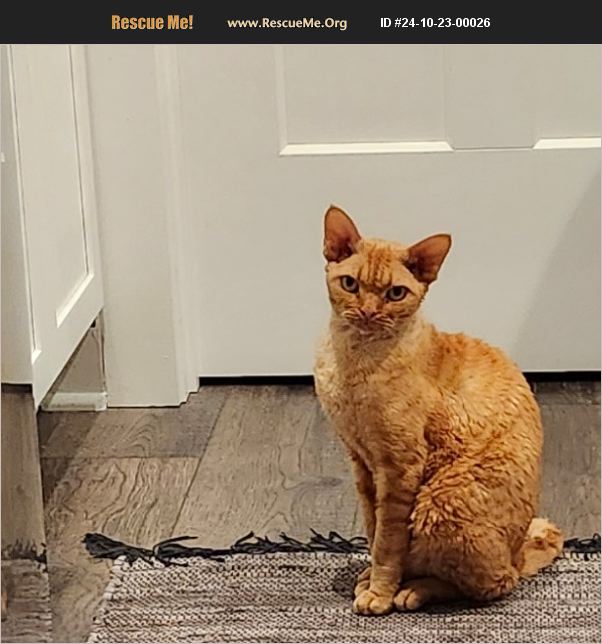 ADOPT 24102300026 ~ Devon Rex Rescue ~ MURFREESBORO, TN