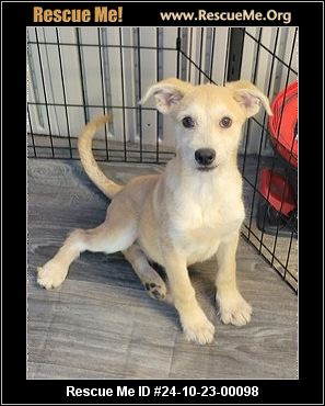 - Delaware Dog Rescue - ADOPTIONS - Rescue Me!