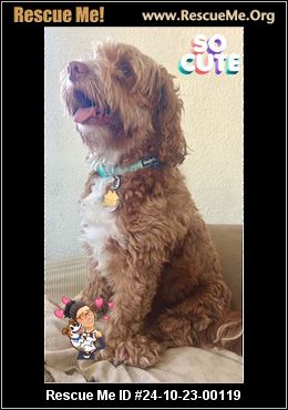 - Florida Cockapoo Rescue - ADOPTIONS - Rescue Me!