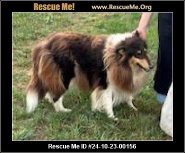 - New Jersey Collie Rescue - ADOPTIONS - Rescue Me!