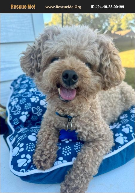 ADOPT 24102300199 ~ Poodle Rescue ~ Raleigh, NC