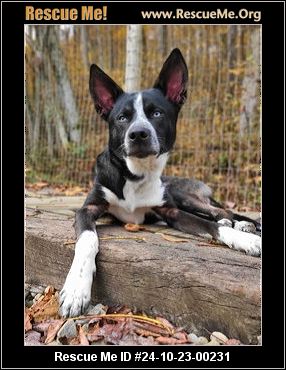 - Ohio Siberian Husky Rescue - ADOPTIONS - Rescue Me!