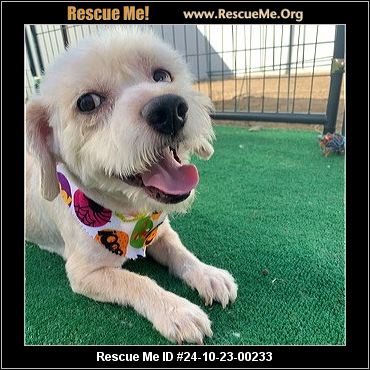 - Oregon Dog Rescue - ADOPTIONS - Rescue Me!