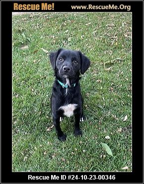 - California Cockapoo Rescue - ADOPTIONS - Rescue Me!