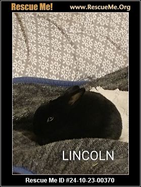 - California Rabbit Rescue - ADOPTIONS - Rescue Me!