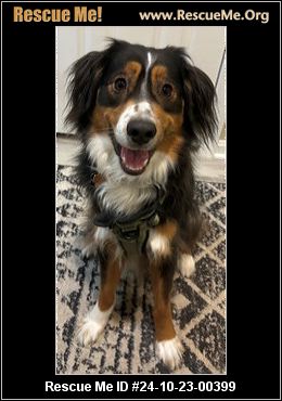 - Virginia Australian Shepherd Rescue - ADOPTIONS - Rescue Me!