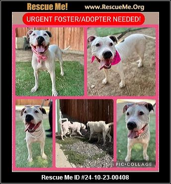 - California American Bulldog Rescue - ADOPTIONS - Rescue Me!