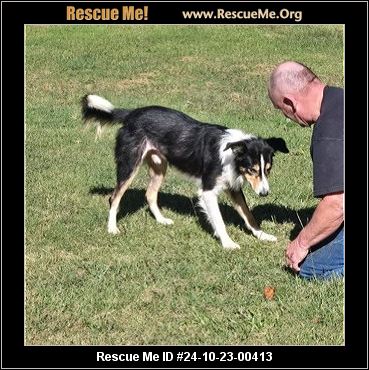 - Georgia Border Collie Rescue - ADOPTIONS - Rescue Me!