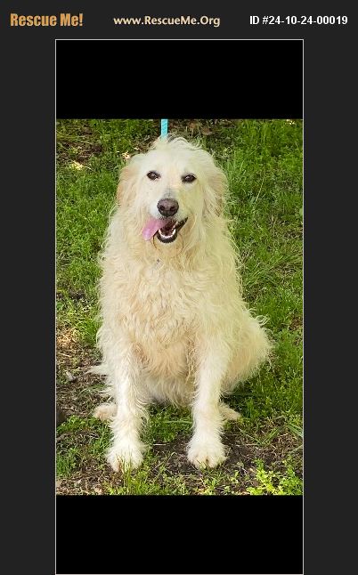 ADOPT 24102400019 ~ Poodle Rescue ~ Columbus, KS