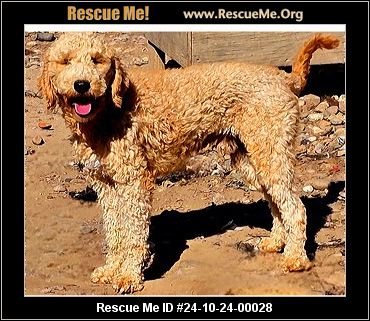 - Indiana Golden Retriever Rescue - ADOPTIONS - Rescue Me!