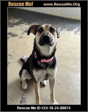 - Vermont Dog Rescue - ADOPTIONS - Rescue Me!