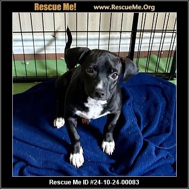 - Vermont Dog Rescue - ADOPTIONS - Rescue Me!