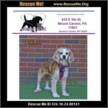- Pennsylvania Dog Rescue - ADOPTIONS - Rescue Me!