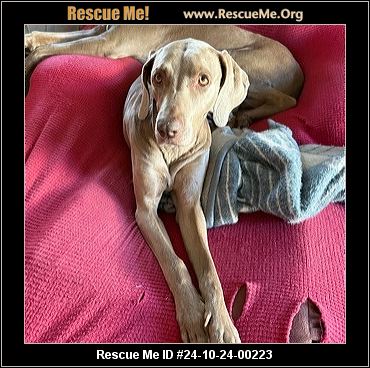 - California Weimaraner Rescue - ADOPTIONS - Rescue Me!