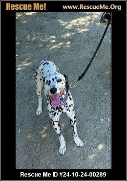 - California Dalmatian Rescue - ADOPTIONS - Rescue Me!