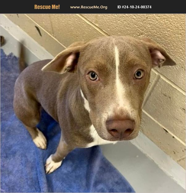 ADOPT 24102400374 ~ Lab Rescue ~ Salisbury, North Carolina, NC