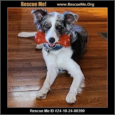 - Virginia Australian Shepherd Rescue - ADOPTIONS - Rescue Me!
