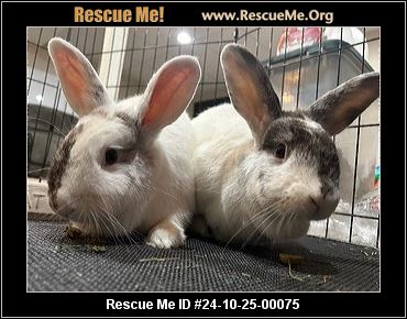 - New York Rabbit Rescue - ADOPTIONS - Rescue Me!