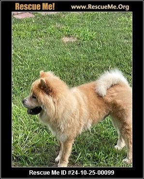 - Texas Chow Chow Rescue - ADOPTIONS - Rescue Me!