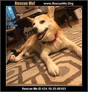 - Virginia Siberian Husky Rescue - ADOPTIONS - Rescue Me!