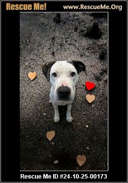 - California Pit Bull Rescue - ADOPTIONS - Rescue Me!