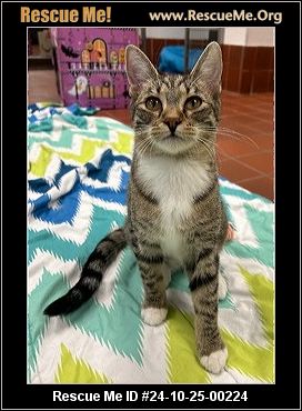 - Michigan Cat Rescue - ADOPTIONS - Rescue Me!