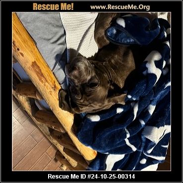 - Pennsylvania Dog Rescue - ADOPTIONS - Rescue Me!