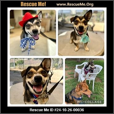 - California Corgi Rescue - ADOPTIONS - Rescue Me!