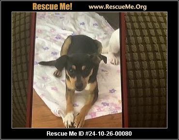 - New York Dog Rescue - ADOPTIONS - Rescue Me!