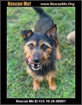 - New Jersey Yorkie Rescue - ADOPTIONS - Rescue Me!