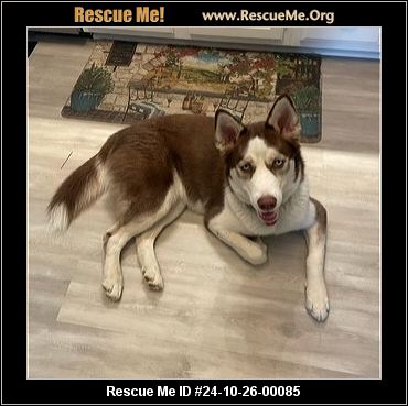 - Virginia Siberian Husky Rescue - ADOPTIONS - Rescue Me!