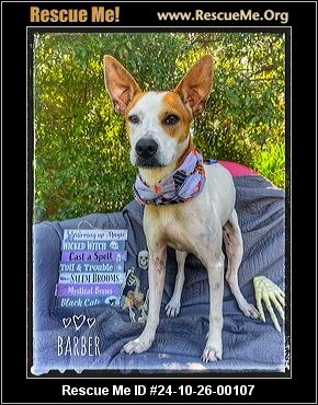 - Florida Jack Russell Rescue - ADOPTIONS - Rescue Me!