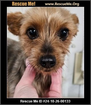 - Missouri Yorkie Rescue - ADOPTIONS - Rescue Me!