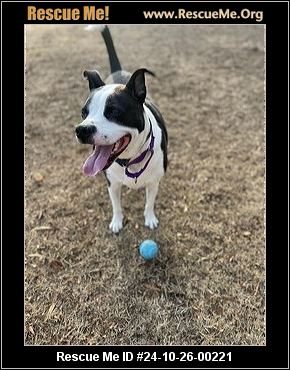 - South Carolina Dog Rescue - ADOPTIONS - Rescue Me!