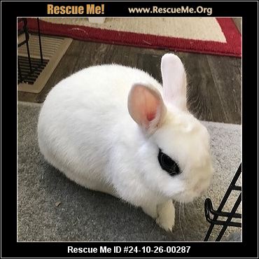 - Illinois Rabbit Rescue - ADOPTIONS - Rescue Me!