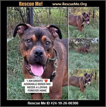 - Texas Boxer Rescue - ADOPTIONS - Rescue Me!