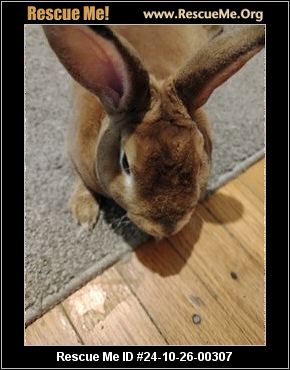 - Illinois Rabbit Rescue - ADOPTIONS - Rescue Me!