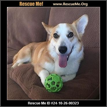 - Oregon Dog Rescue - ADOPTIONS - Rescue Me!