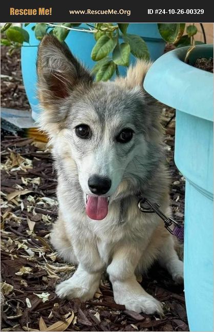 ADOPT 24102600329 ~ Corgi Rescue ~ Marana, AZ