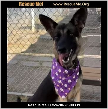 - Pennsylvania German Shepherd Rescue - ADOPTIONS - Rescue Me!